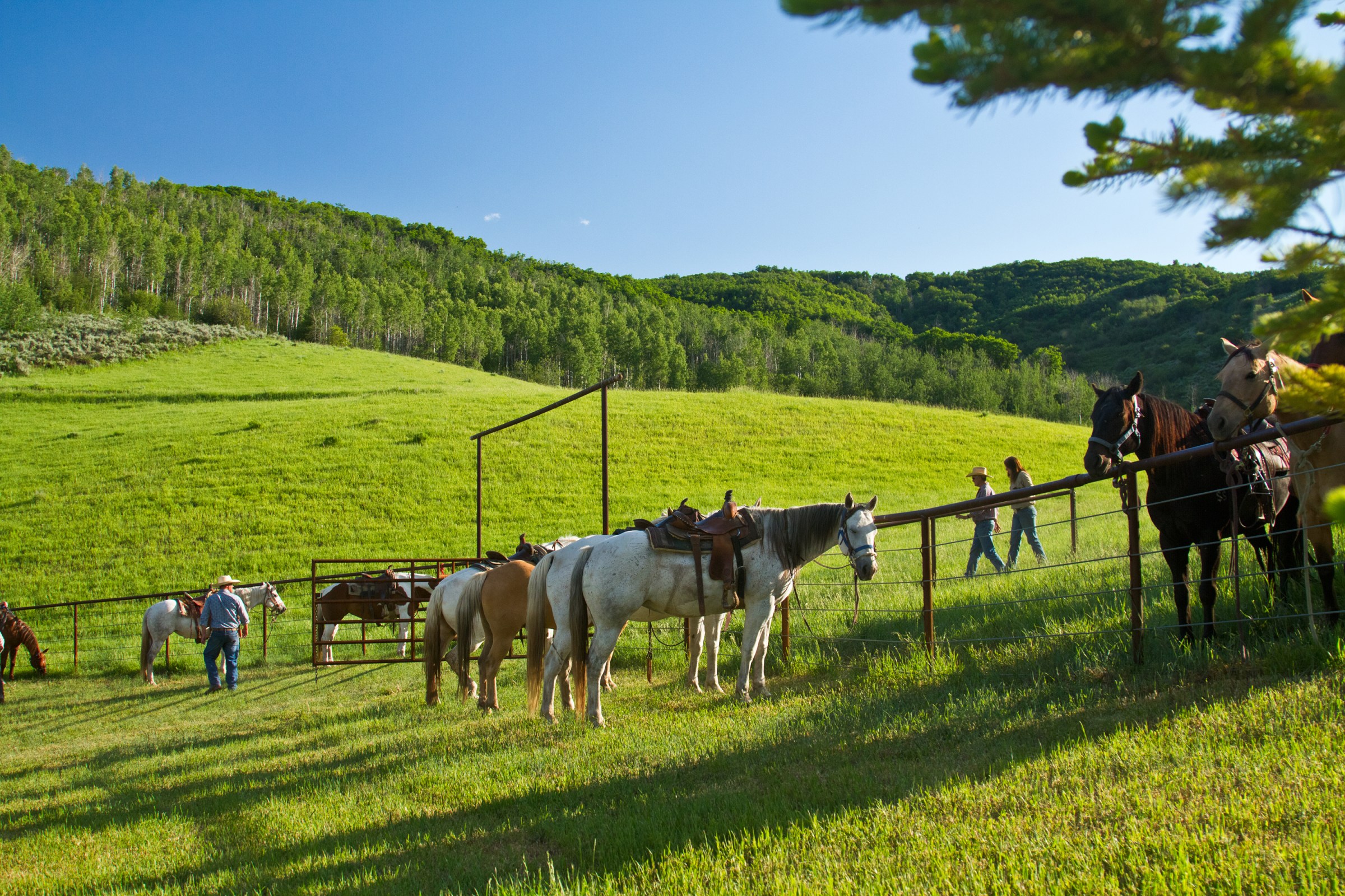 Saddleback Ranch | Outdoor Activities and Cattle Ranch near Steamboat, CO